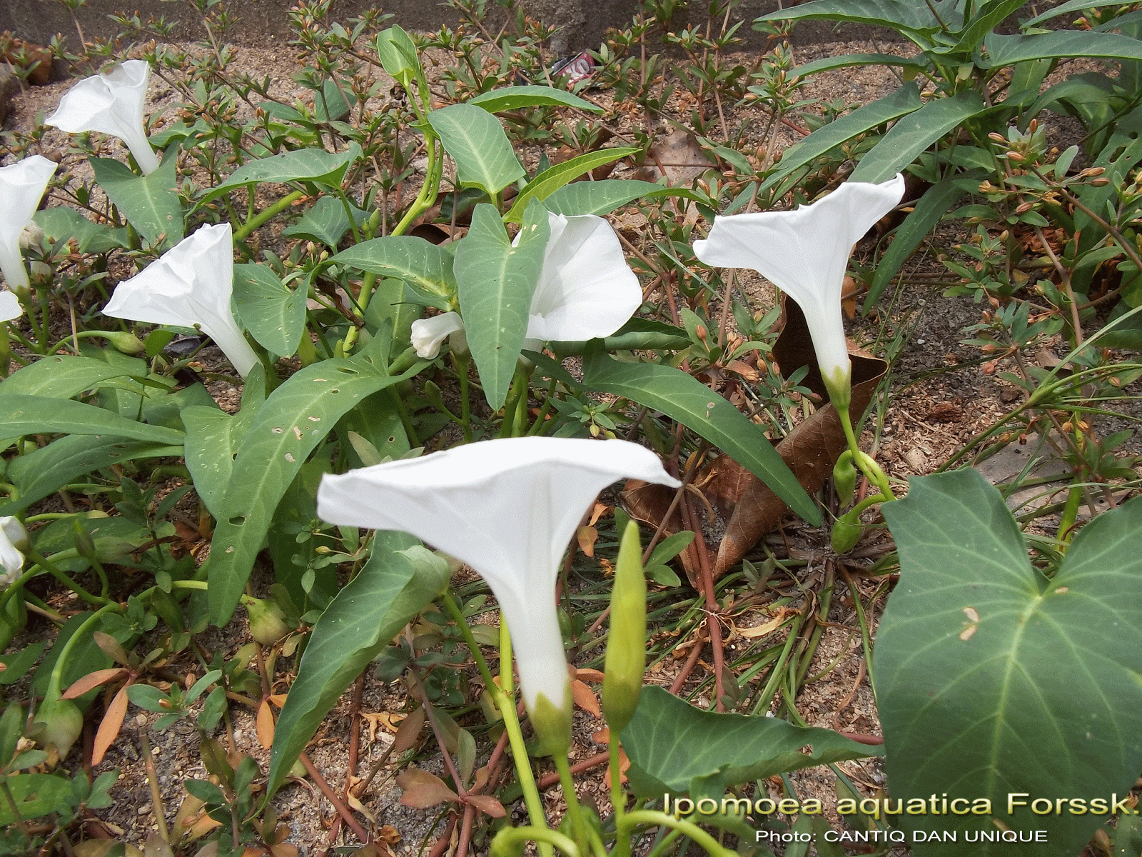 Medicinal Plants: Ipomoea aquatica Kalmi Kalamba Naalika