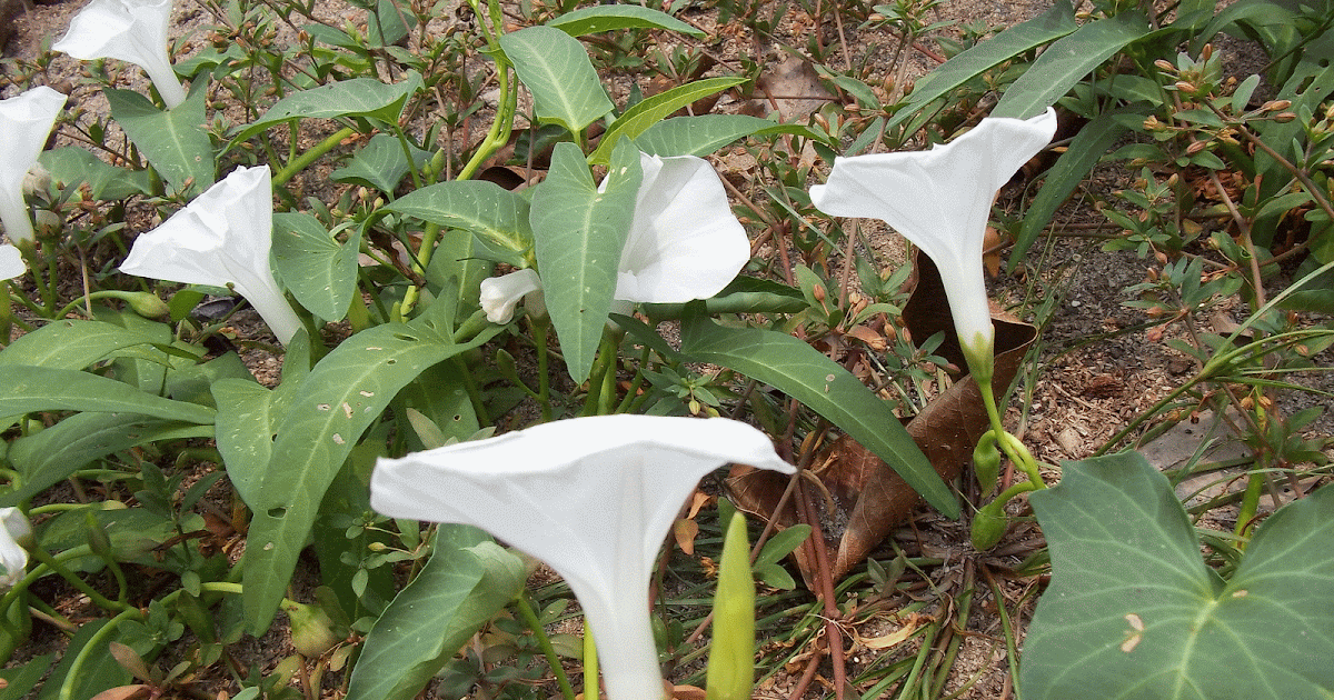 Medicinal Plants: Ipomoea aquatica Kalmi Kalamba Naalika