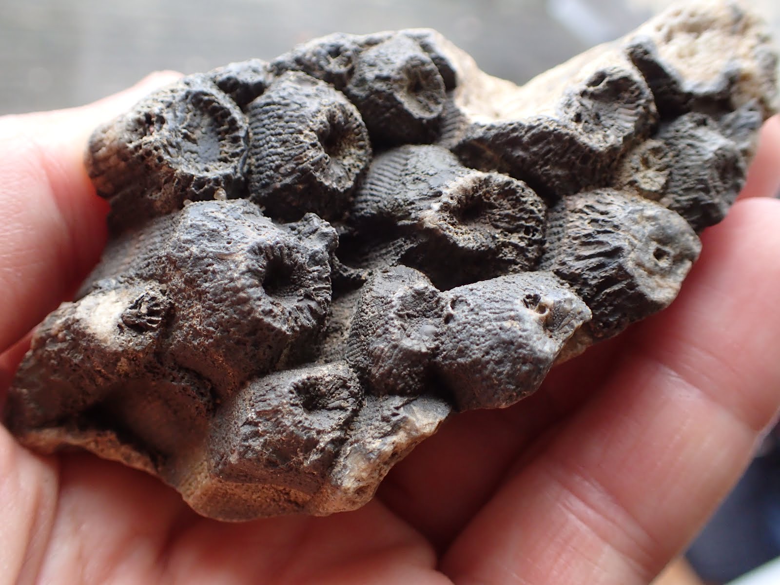 Zookeeper Fossils: Hiatus or Depression? You Decide.