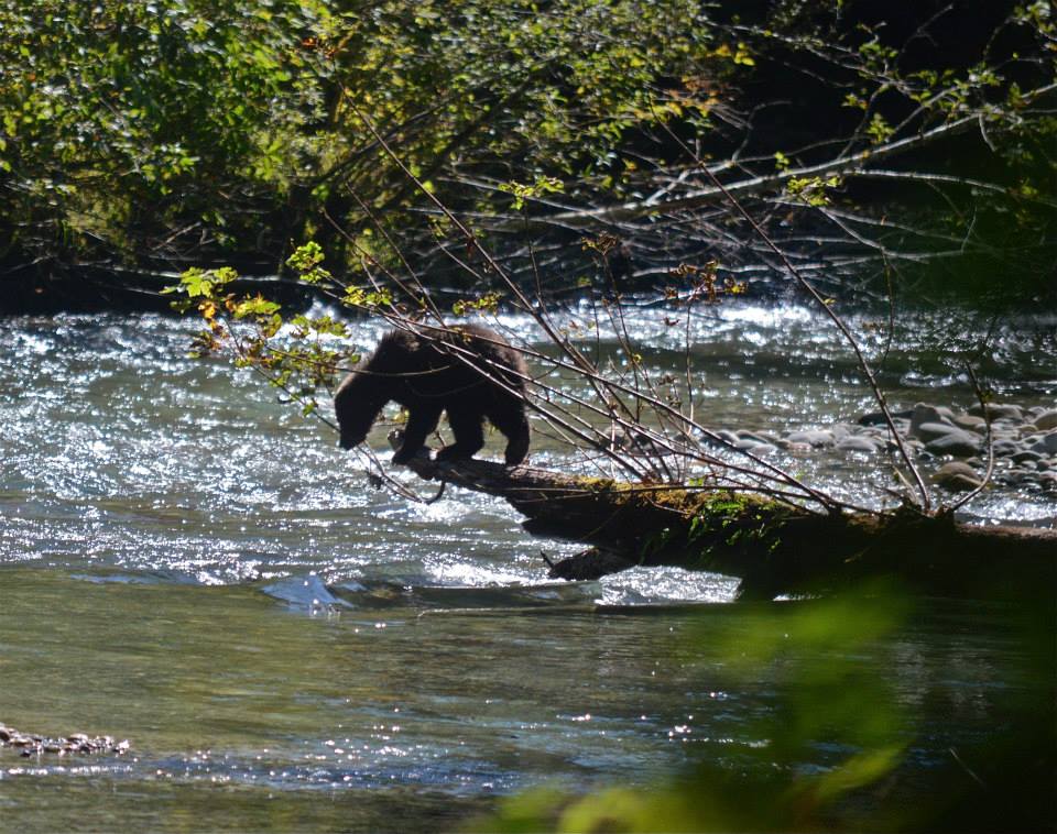 CAMPBELL RIVER GRIZZLY BEAR TOURS: THIS IS A JUMPING BEAR CAUGHT IN THE ...