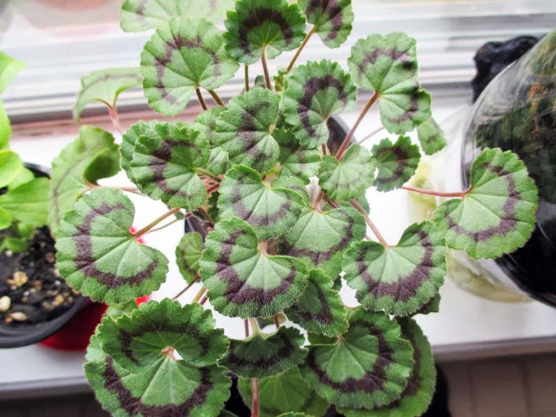 Green Jean: mini Geraniums
