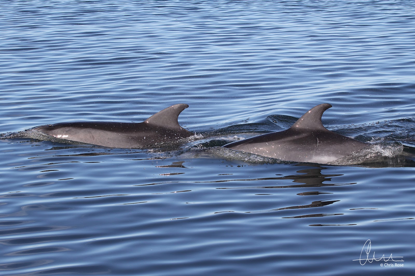 Away From Four Marks: 11th - 13th August - Swakopmund & Walvis Bay ...