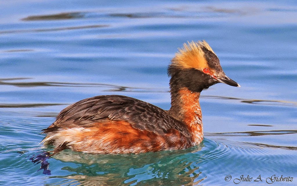 Birding Is Fun!: Grebes!
