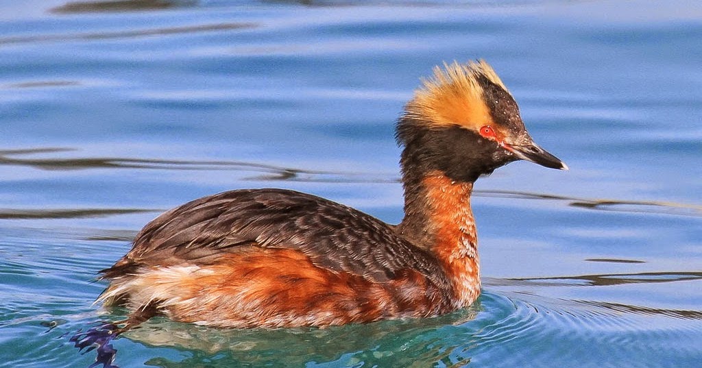 Birding Is Fun!: Grebes!
