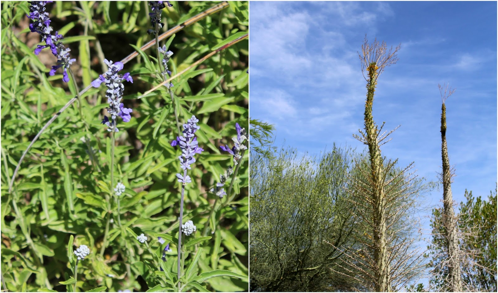 Wildflower Loop Trail, Desert Botanical Garden, Arizona | Caravan Sonnet