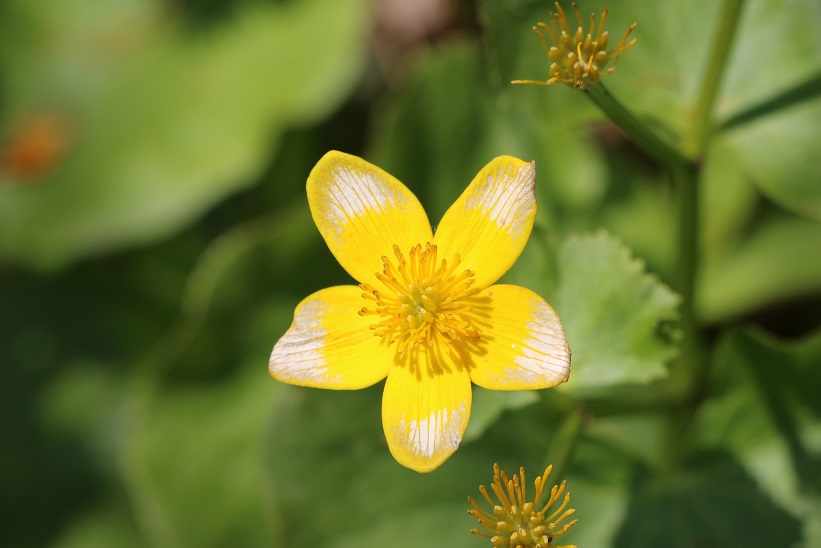 Michigan Exposures: A Bunch of Marsh Marigolds