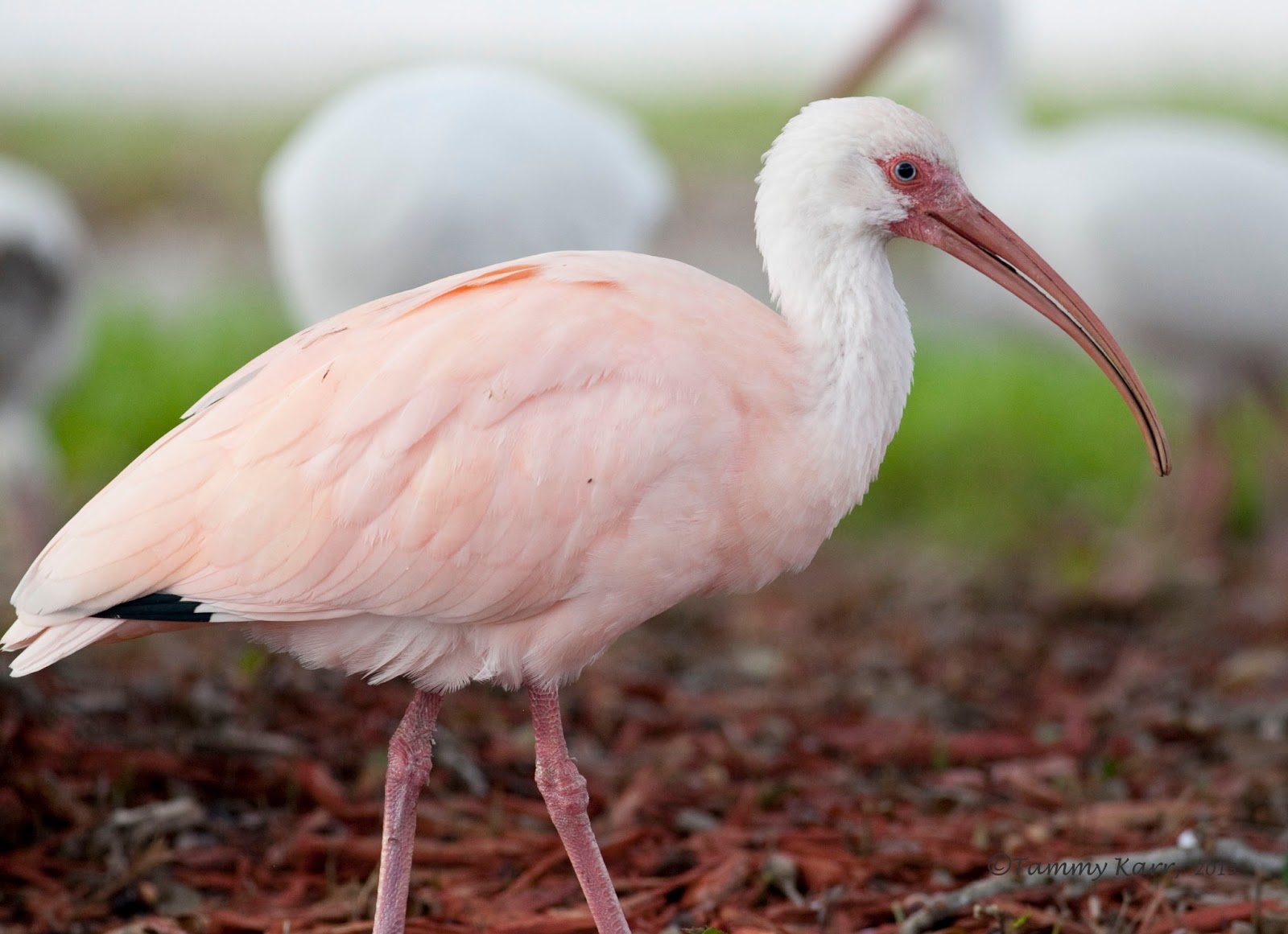 i heart florida birds: Not Your Typical...