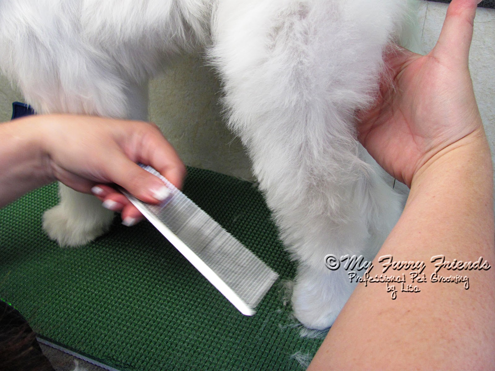 Pet Grooming: The Good, The Bad, & The Furry: Hand Scissoring