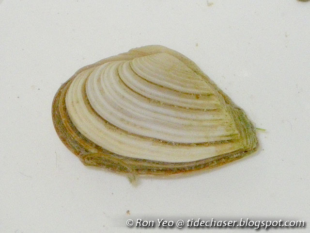 tHE tiDE cHAsER: Heterodont Bivalves (Phylum Mollusca: Subclass ...