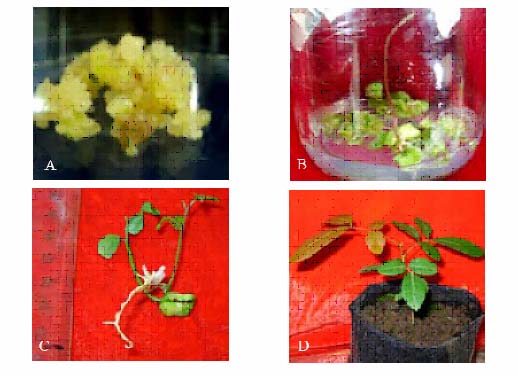 KULTUR JARINGAN BUAH LENGKENG