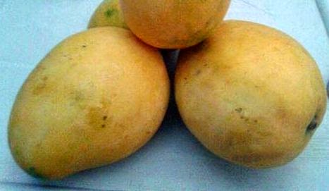 Dasheri, Anwar Ratol, Sindhri and Chaunsa mango from Top Farms of ...