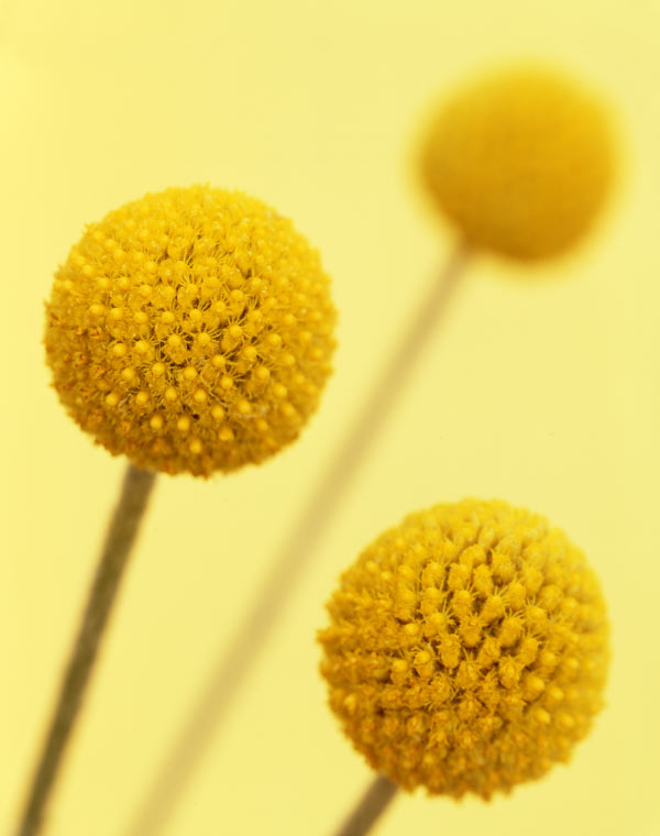 Wallpaper-HD-Blog: Billy buttons