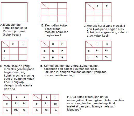 Pewarisan Sifat Makhluk Hidup - Panduan soal