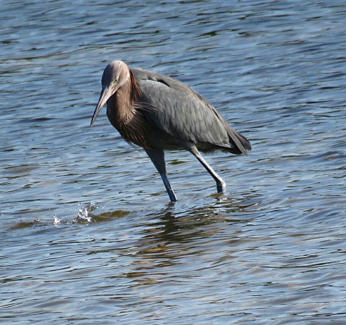 Bird & Travel Photos, Birding Sites, Bird Information: THREE MUSKETEERS ...