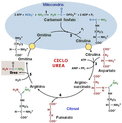 El Mundo de la Bioquímica : Anomalía hereditaria del ciclo de la urea