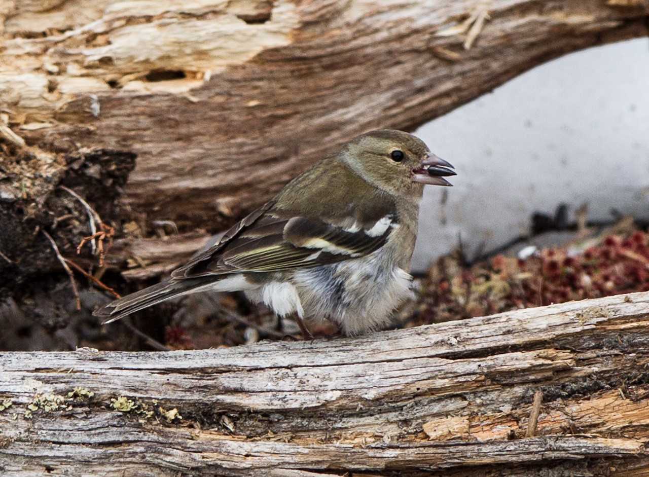 Rogers naturfoto blogg: "Hårete" fugler, tykke fugler + div fugler.....