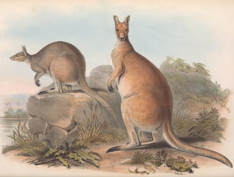 Earth and Space News: Australia's Tropical Antelope Kangaroo Natural ...