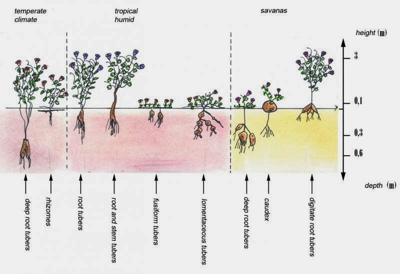 Plant Adaptations and Tropism | MarshScience7