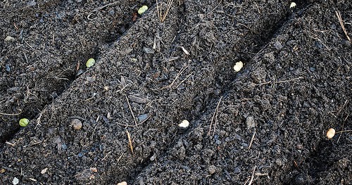 KILIMO CHA MAHARAGE - JERRA NUTRIENTS FARM