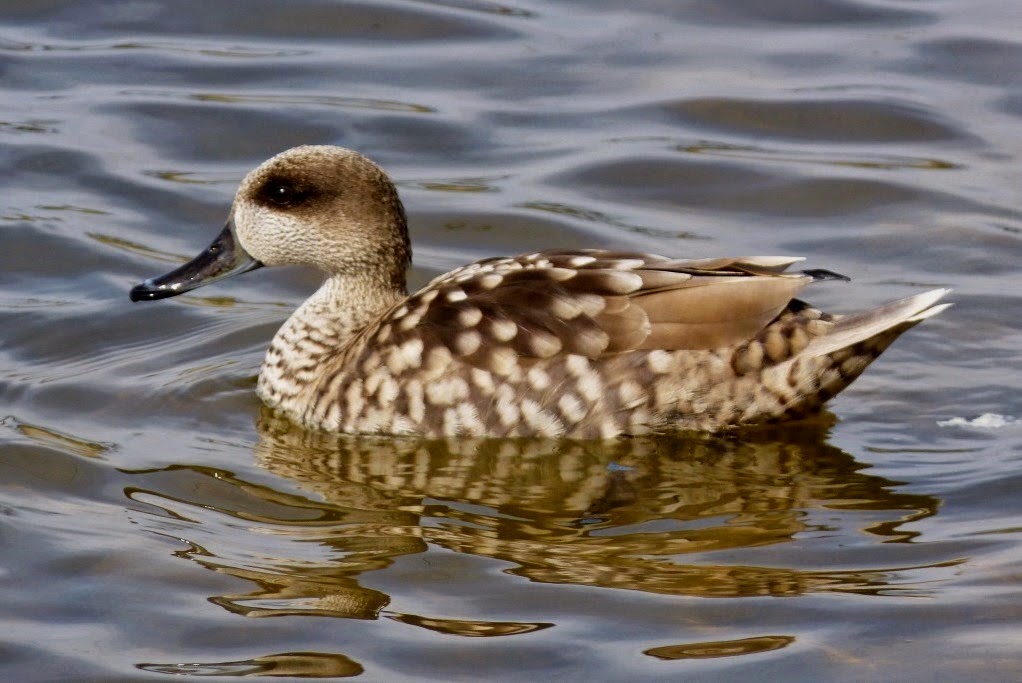 geopiedra: La Cerceta Pardilla / Marbled teal