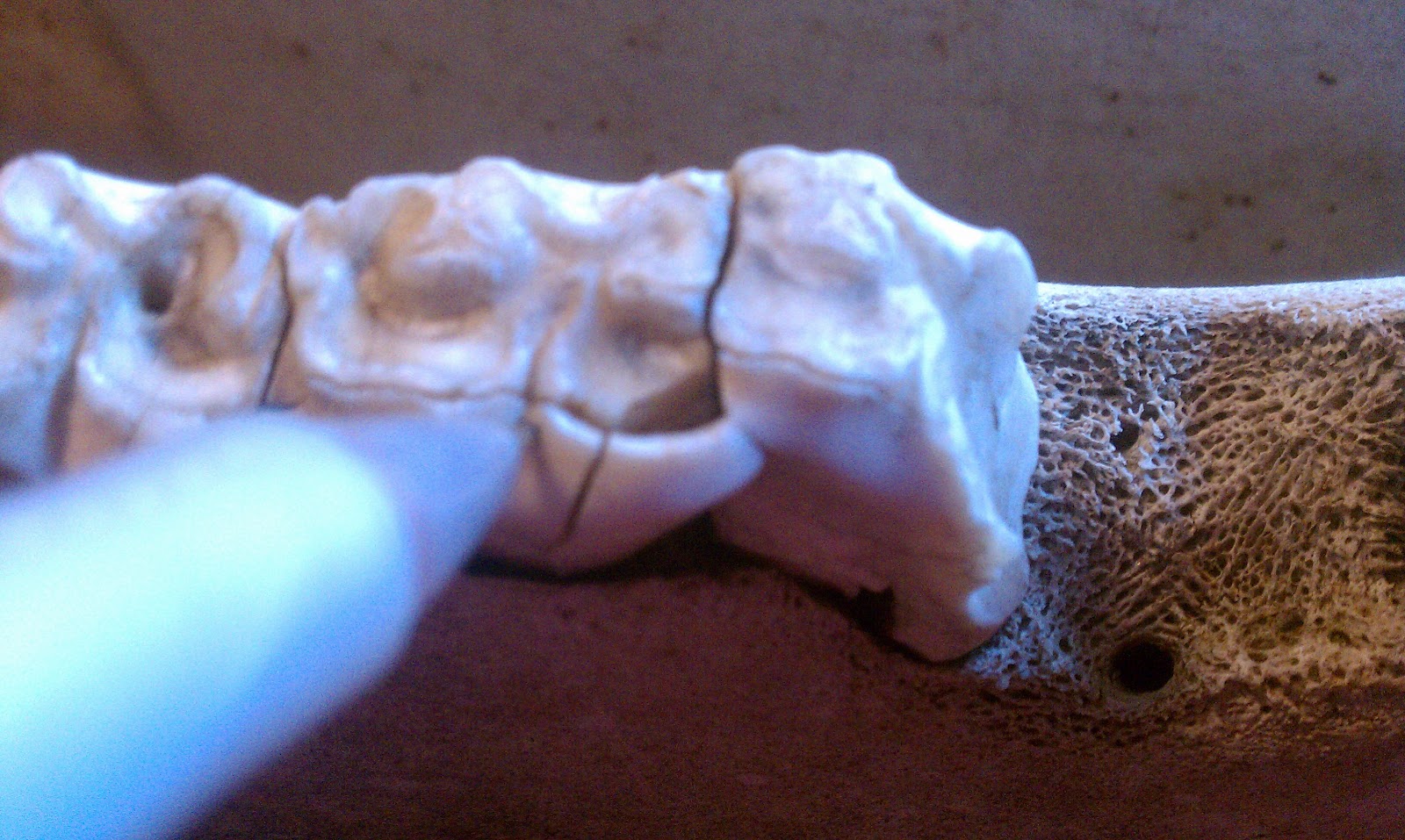 Equine Gnathology: Protrusions