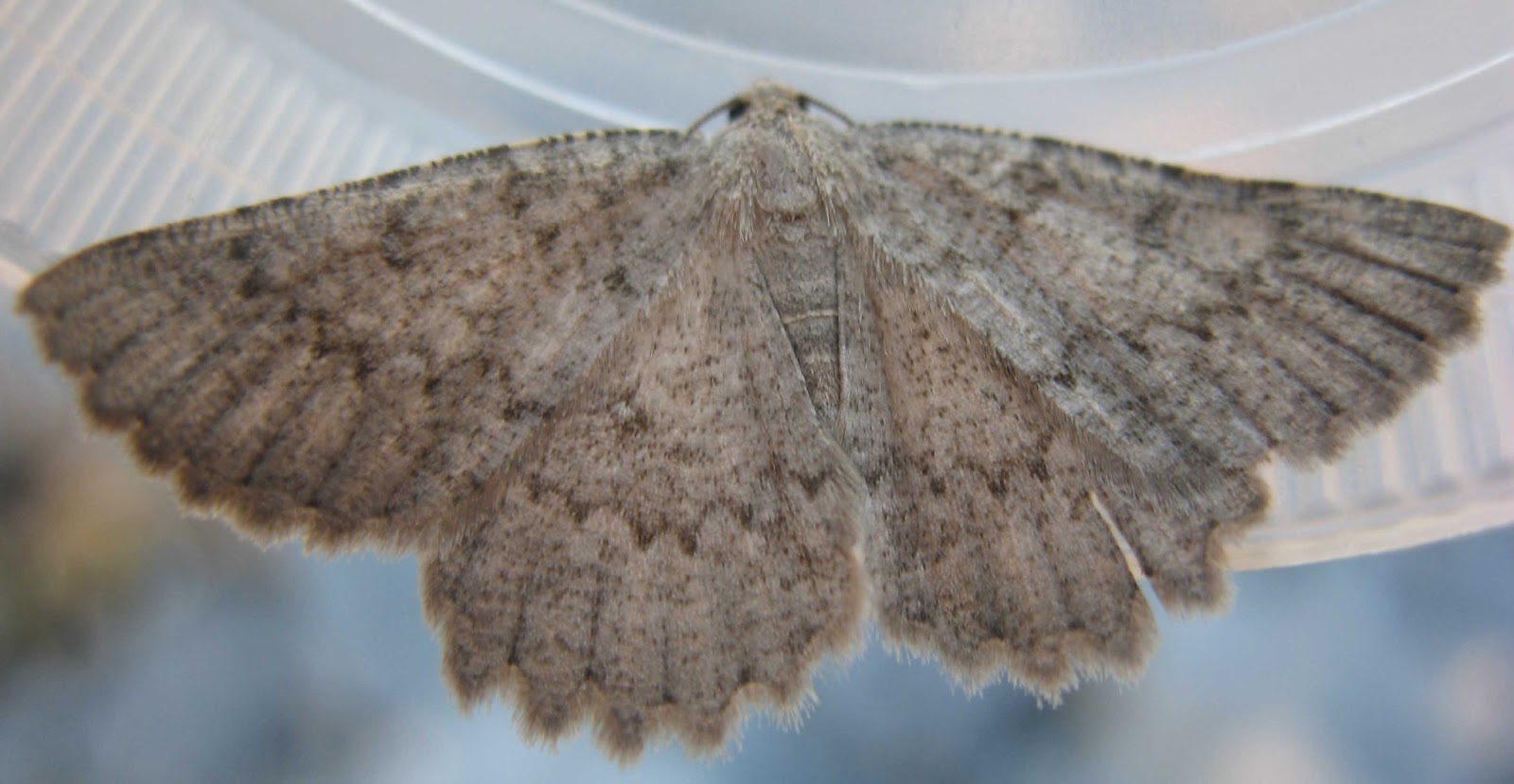 Teifi Ringing Group: CES 8, not just birds