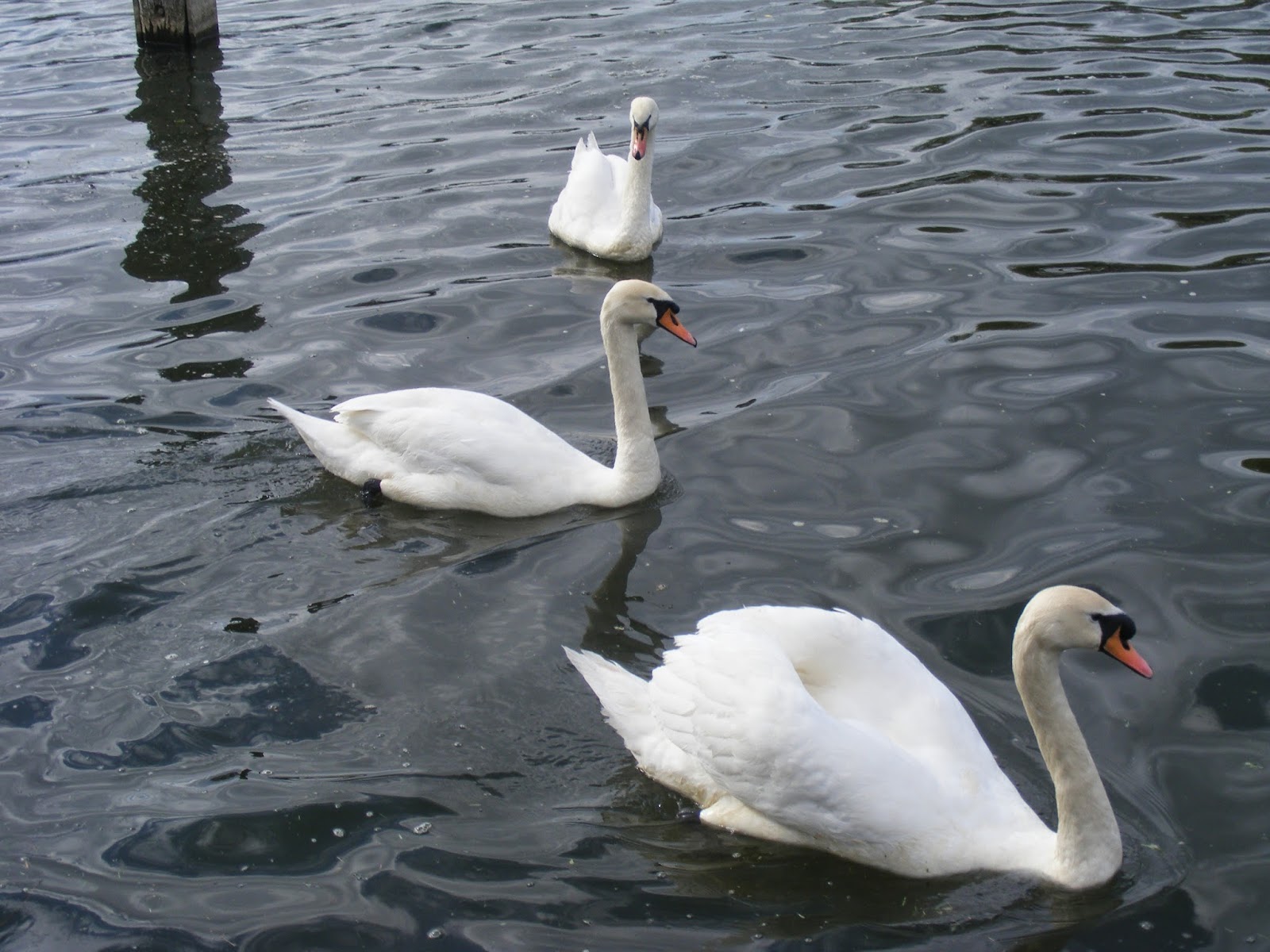 Cholsey Wildlife: Walton on Thames