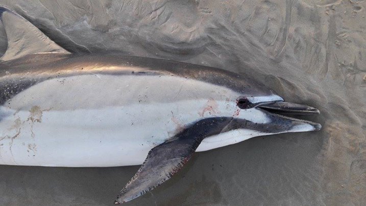 Hundreds of common dolphins killed by commercial fishing bycatch - Blue ...