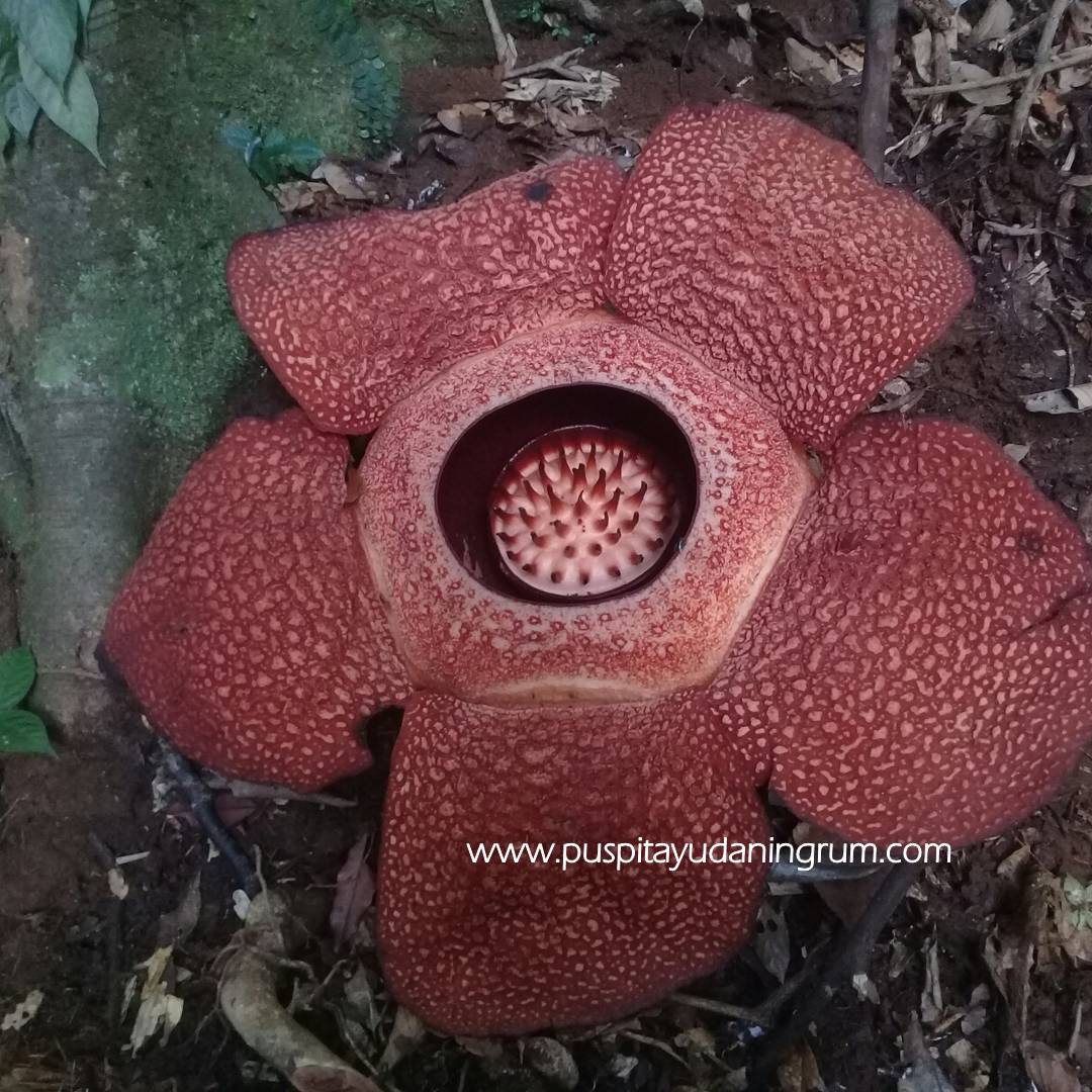Rafflesia Arnoldi