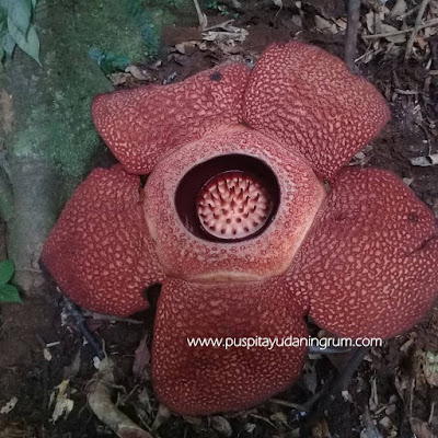 Rafflesia Arnoldi
