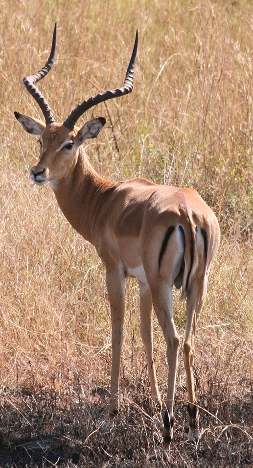 The Impala | Cute Animal All Facts & New Photographs | The Wildlife