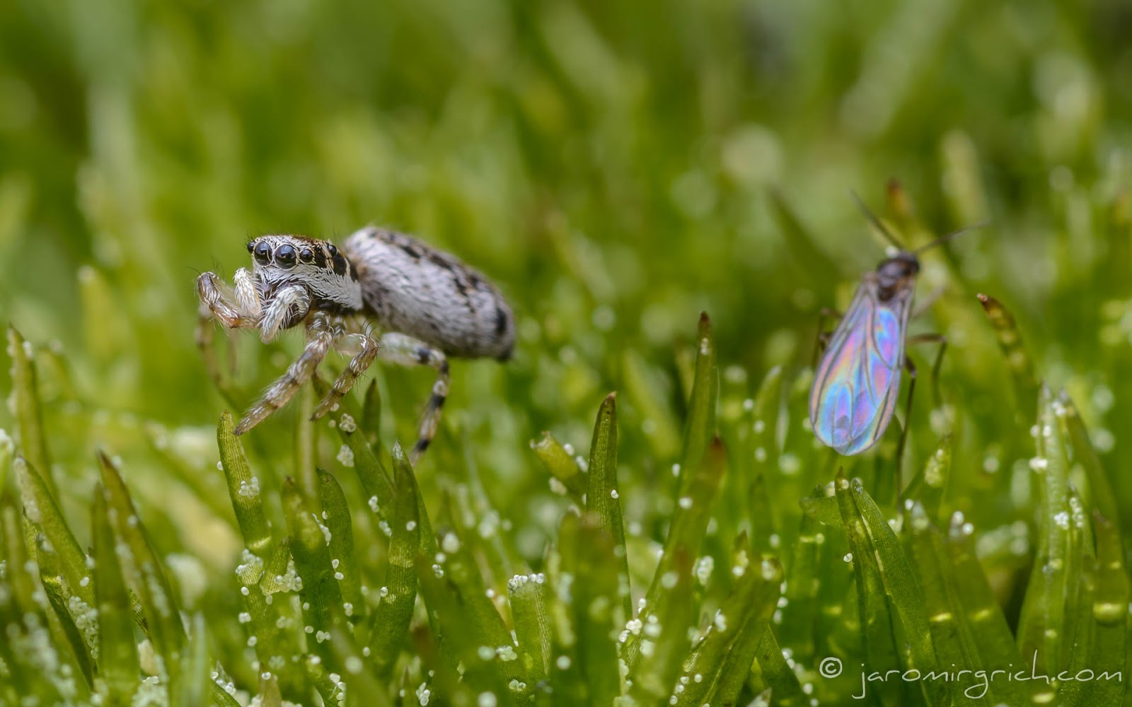 JAROMÍRGRICH: Salticus zebraneus (Skákavka zebrovitá)
