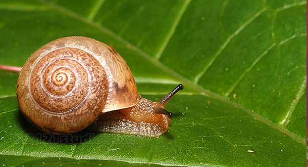 Inilah Faktanya Ternyata Siput Bisa Tidur Selama 3 Tahun. - Kumpulan ...