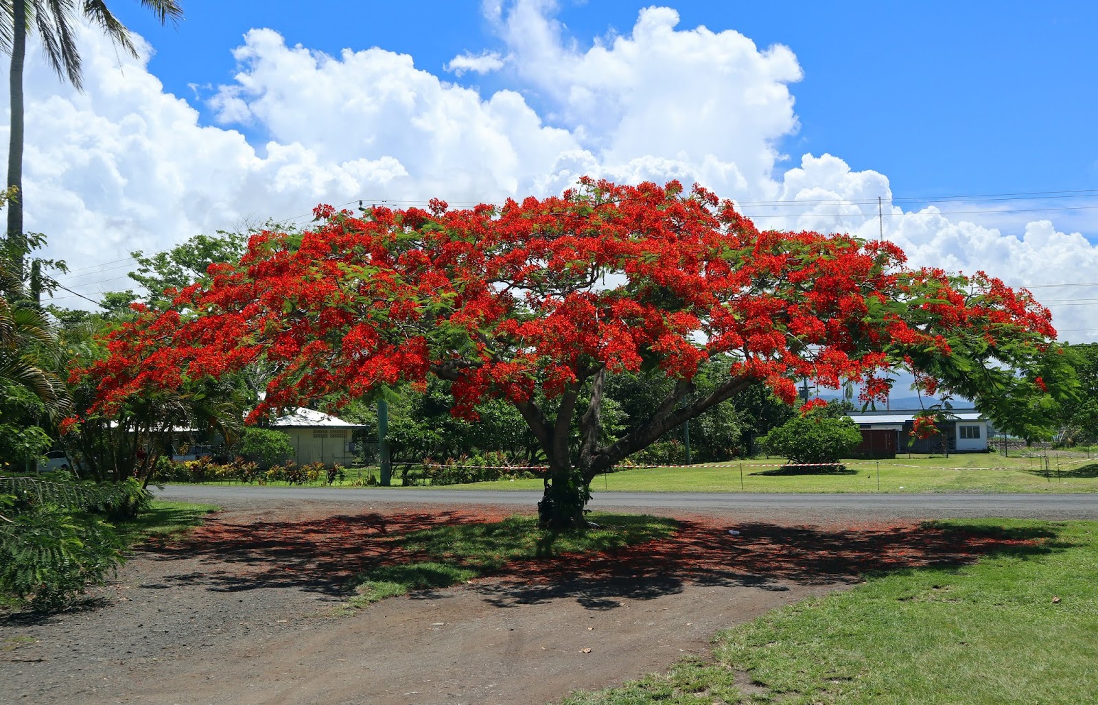 To Travel is to Live: Samoa