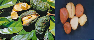 Letterature, Poesie, Culture, Tradizioni, Costumi, Usanze Igbo / Ibo ...