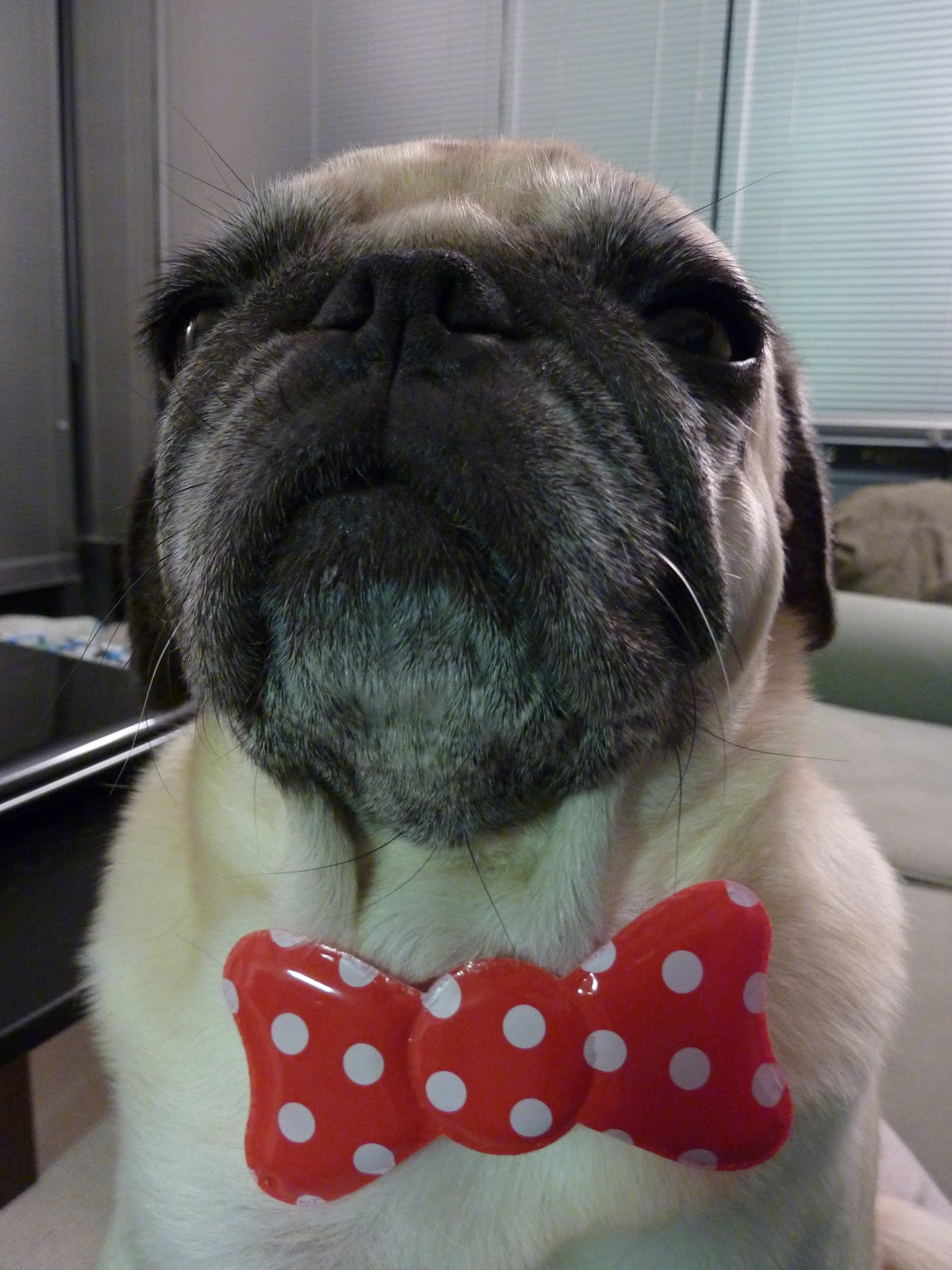 Lil Smug Pug: One Bow - Pug Shows Three Ways
