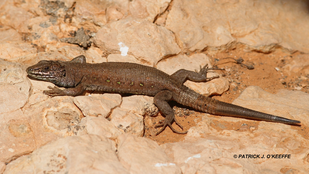Raw Birds: ATLANTIC LIZARD (Gallotia atlantica) male, Los Molinos ...