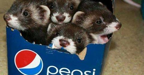 Ferret as a pet.: Ferret as a pet.