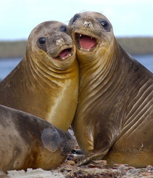 Baru Anjing Laut, Inspirasi Yang Pas Untuk Hunian Anda