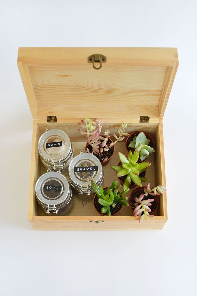 DIY succulent gift box — Caroline Burke | Burkatron