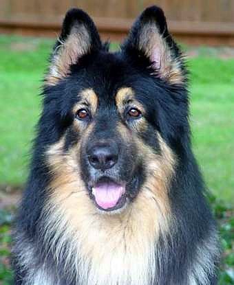 Big German Shepherds: Coated German Shepherd