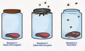 Origen de la Vida: Generació espontània vs biogènesi