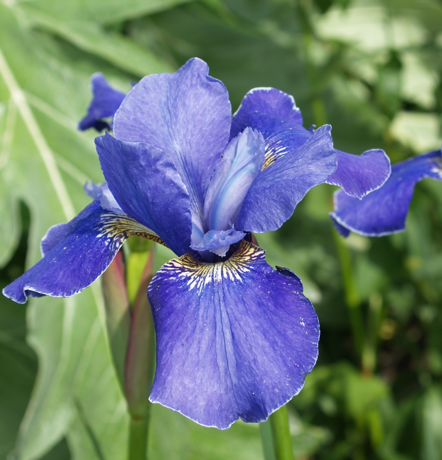 en grön sida: Min jakt på iris
