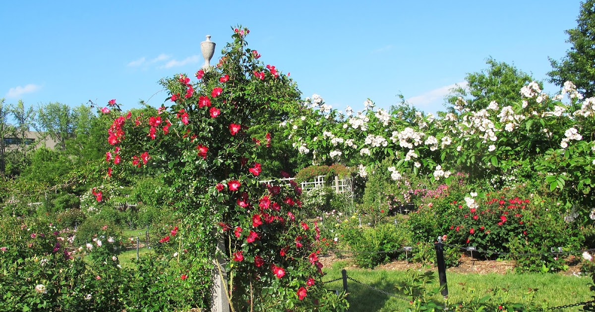 Big Apple Secrets: June Means Roses
