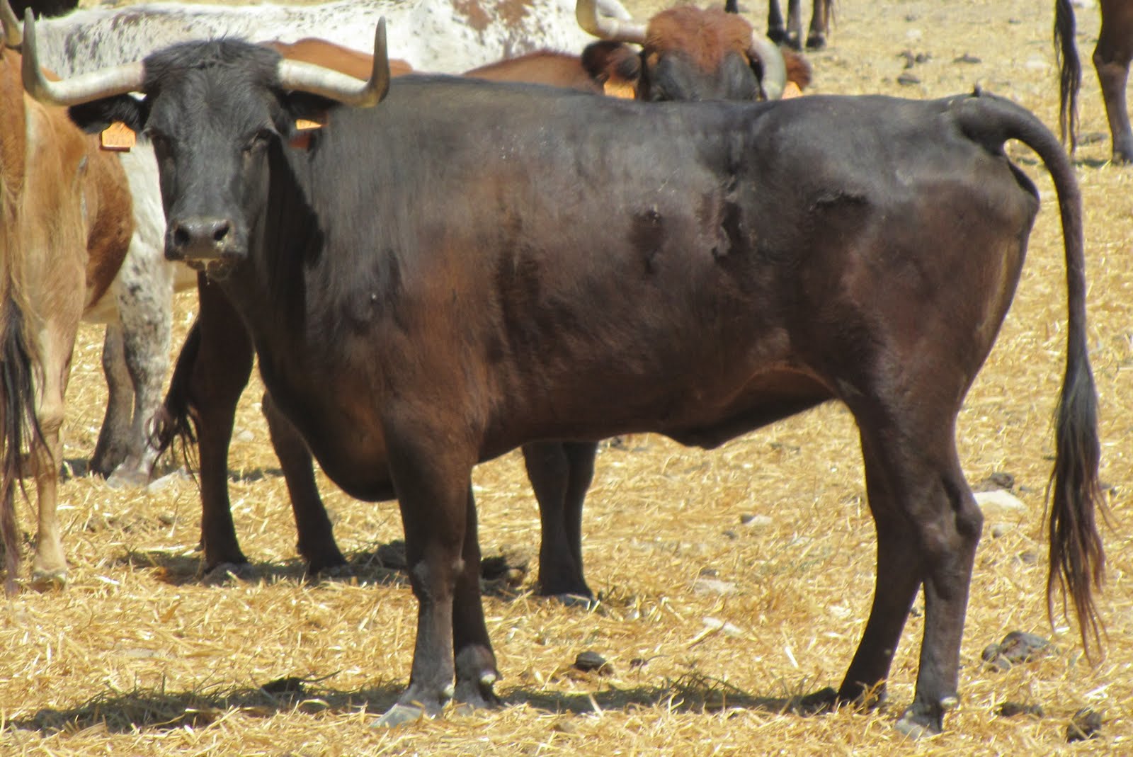 ASOCIACIÓN CULTURAL- TAURINA "PEÑA LA VACA" - GÉNAVE: VACAS ADQUIRIDAS ...
