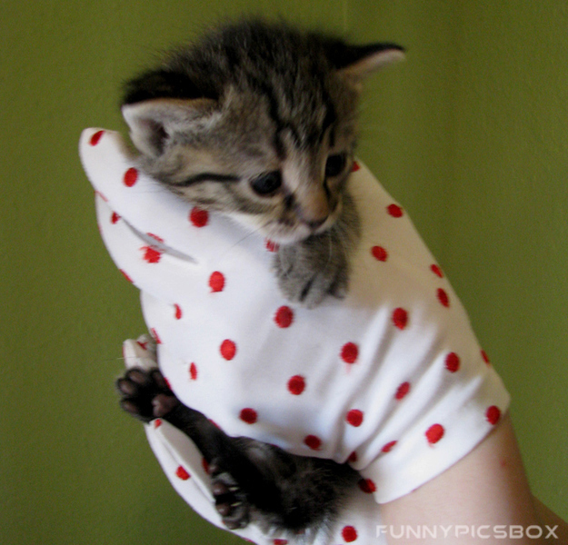 Funny and Cute Hand-Sized Baby Animals | Funny Pics Box