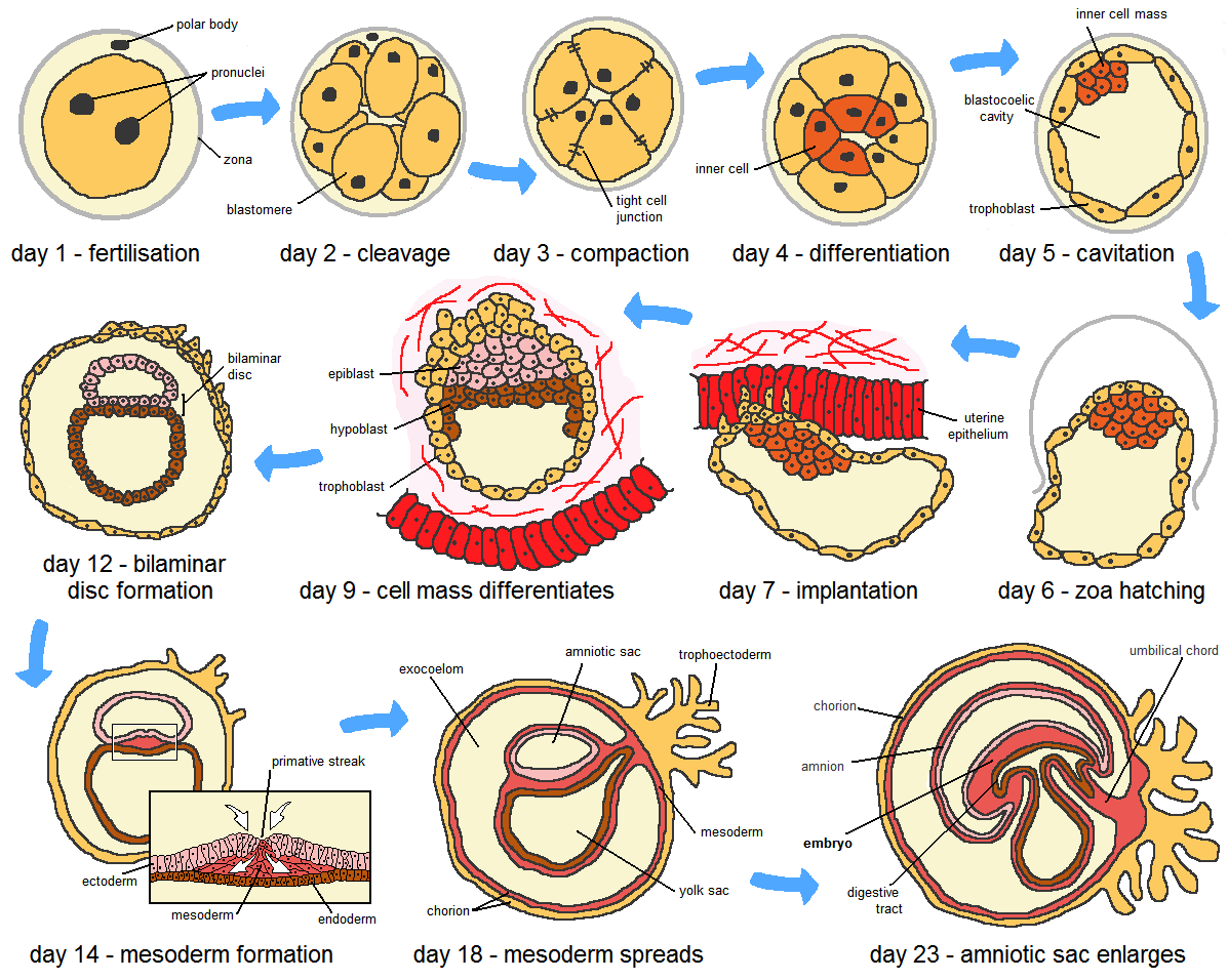 Embriologia buco-dental: Complejo Dentino-Pulpar