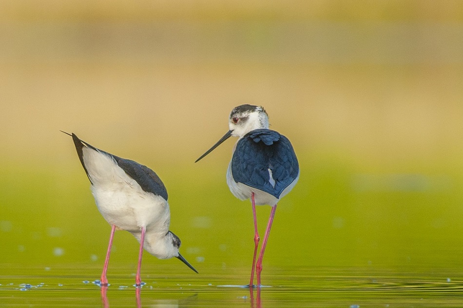 TVL: Ave da semana - Pernilongo