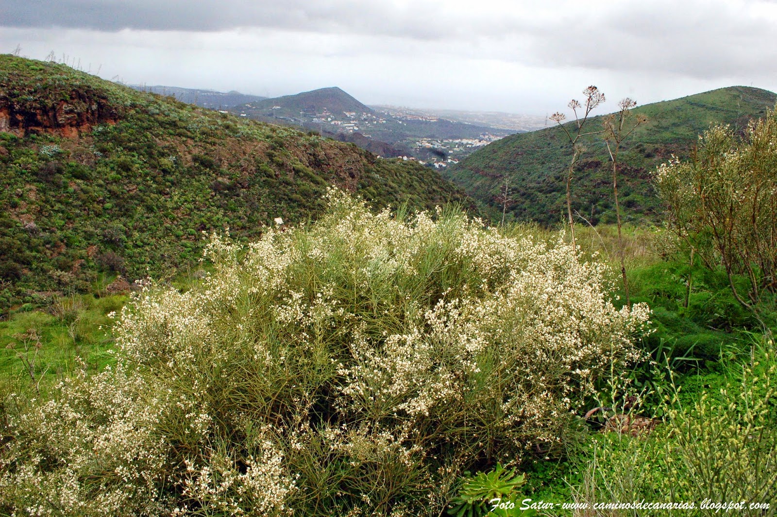 Camino de la Retama Blanca por los Barrancos de Cubas y Cernícalos ...