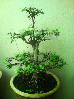 AlmansuQie's Bonsai: Santalia Pertama Ku